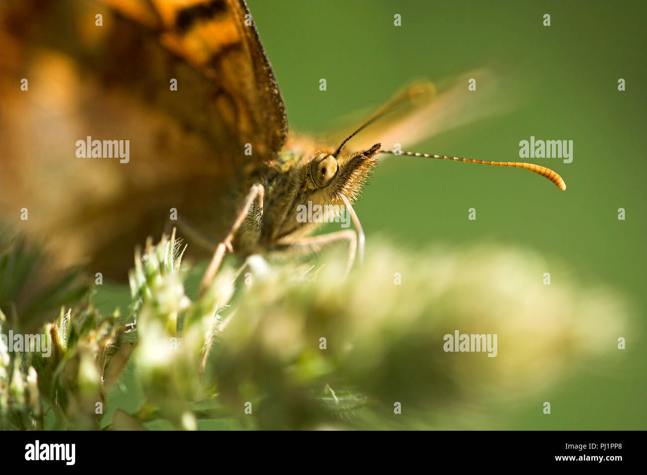 Little Butterfly High Resolution Stock Photography and Images - Alamy