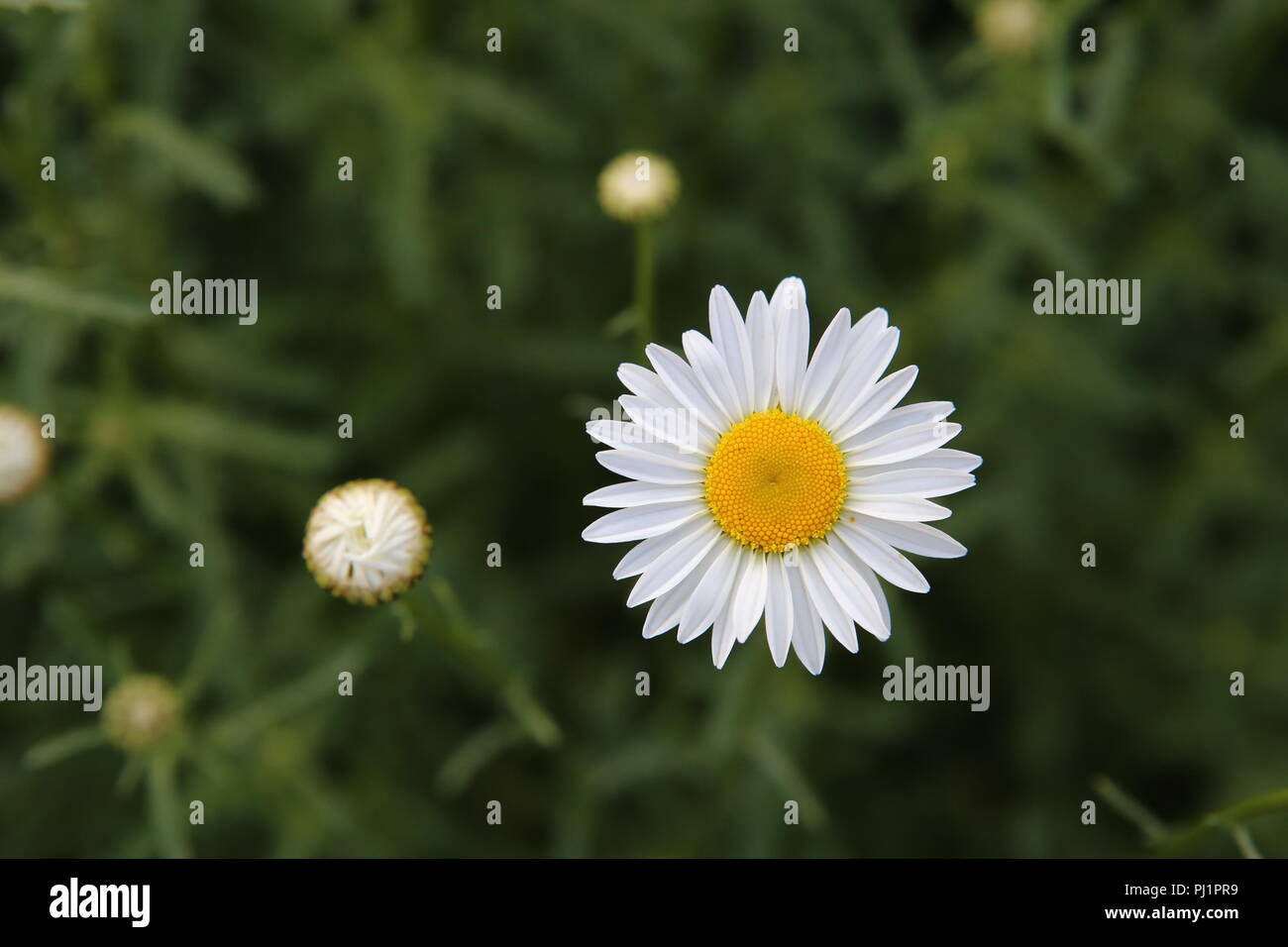 White and yellow weed hi-res stock photography and images - Alamy