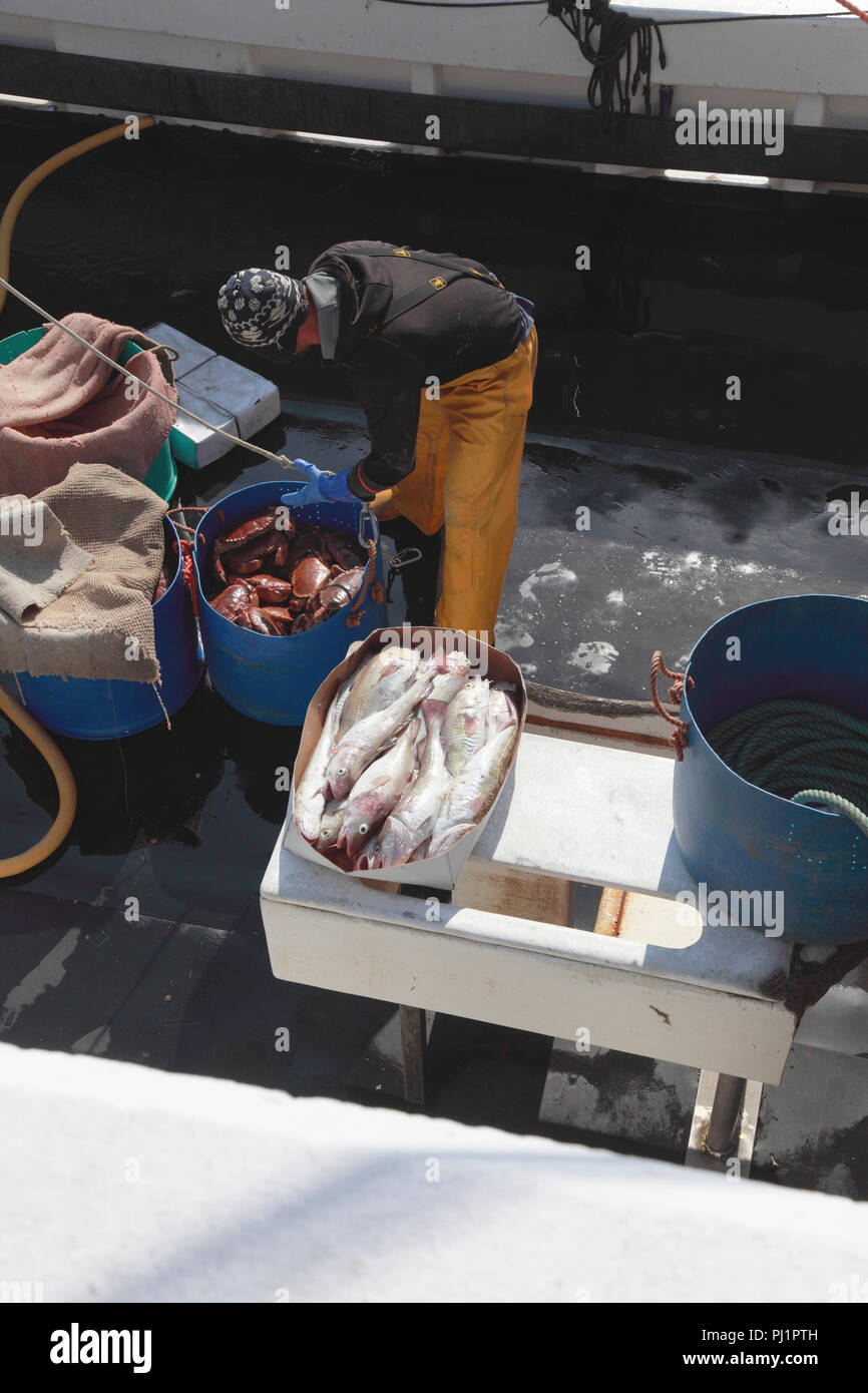 Scottish crabs hi-res stock photography and images - Alamy