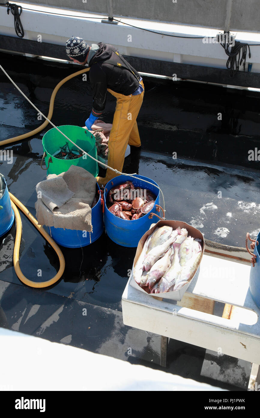 Scottish crabs hi-res stock photography and images - Alamy