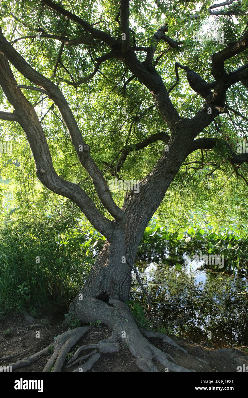Earth sun and sun rays hi-res stock photography and images - Alamy