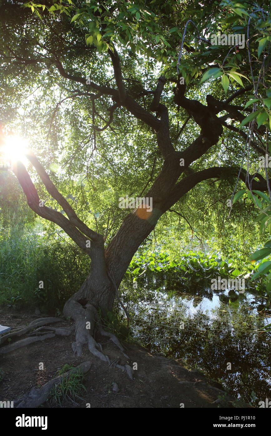 Tree shadow with sun hi-res stock photography and images - Alamy