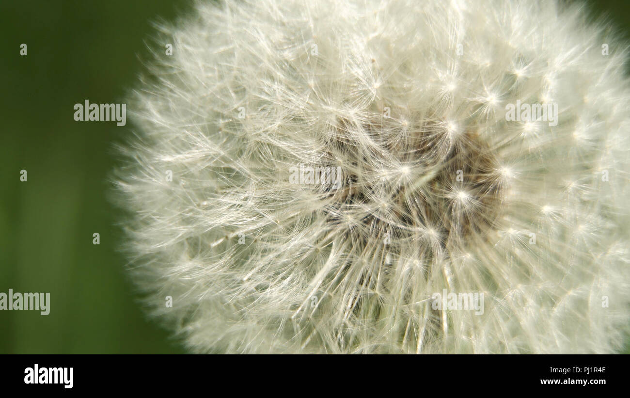 Dandelion Seed Head ,on blurry background,macro close-up. Dandelions, dandelion meadow, white ...