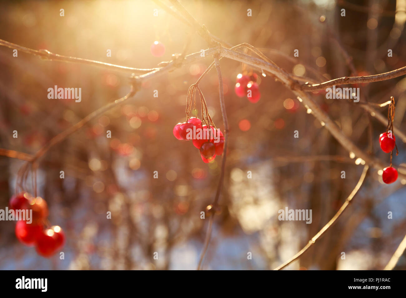 Growing red frozen berries in the morning forest at sunrise Stock Photo ...