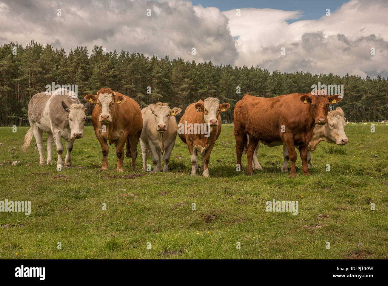 Line of Cows in Summer Pasture on Small Organic Farm Stock Photo - Alamy