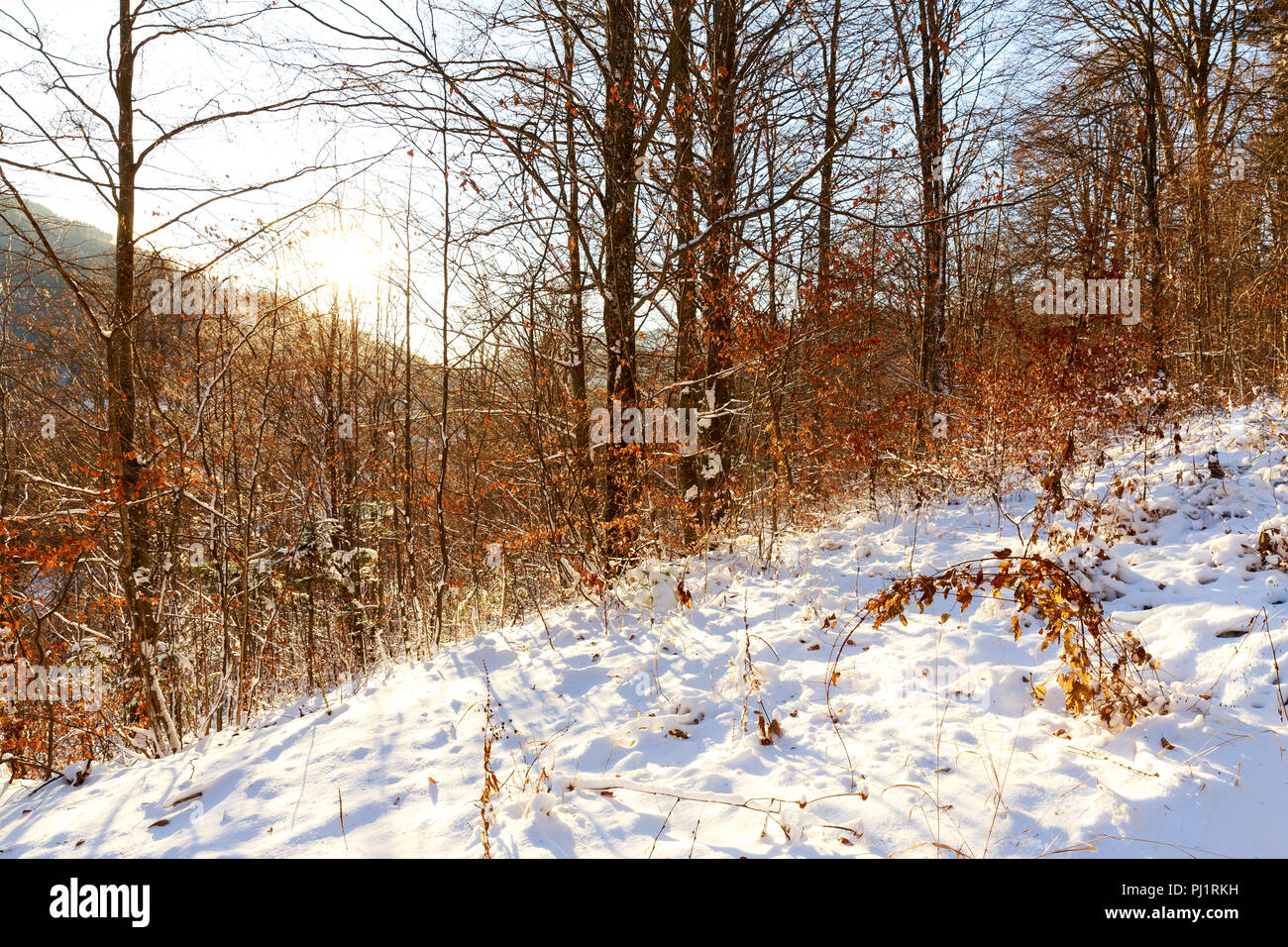 Red and yellow forest with snow in Sinaia at sunrise, Romania Stock ...