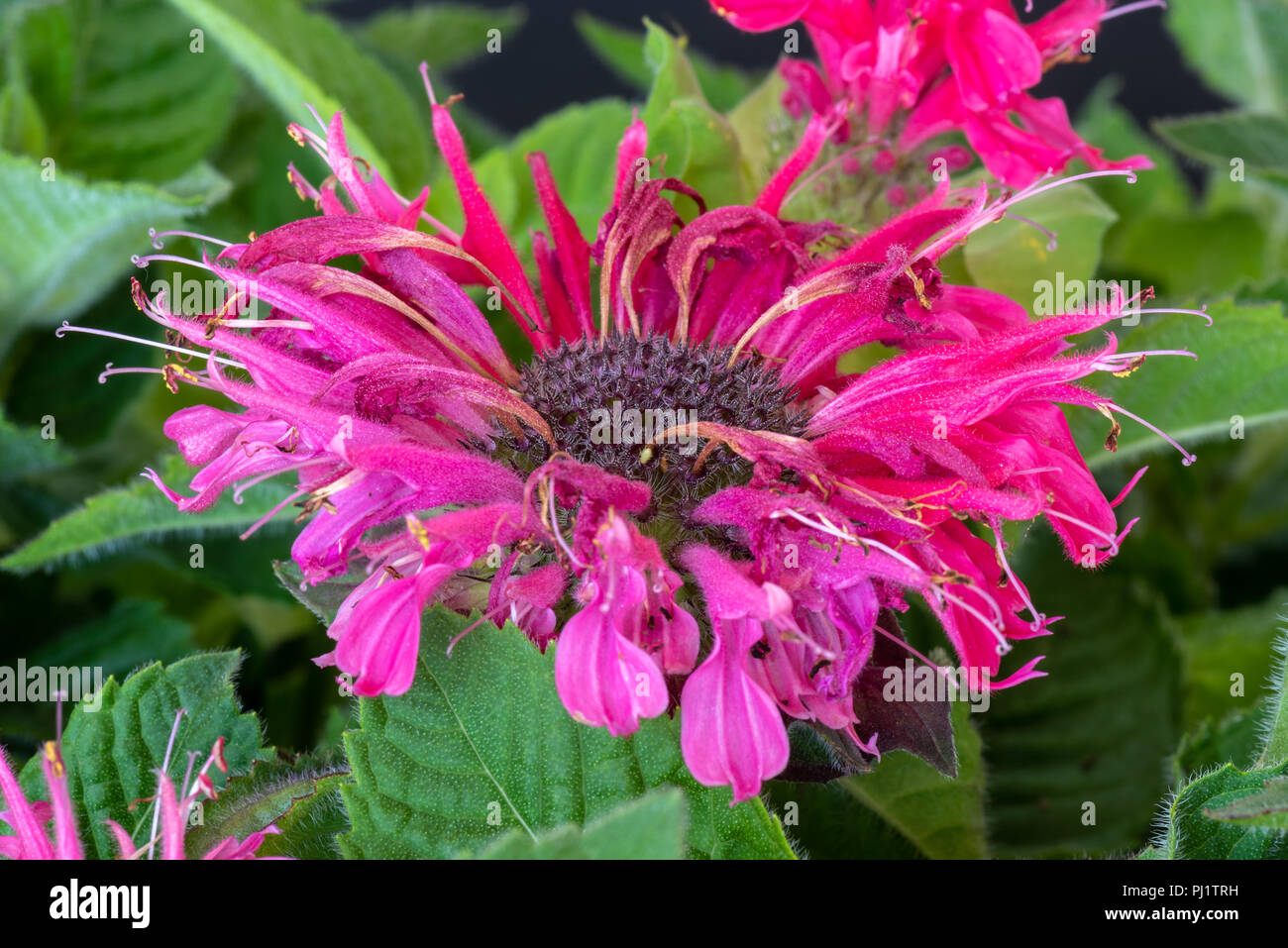 Natural color macro of a single scarlet red blossom of a monarda didyma ...