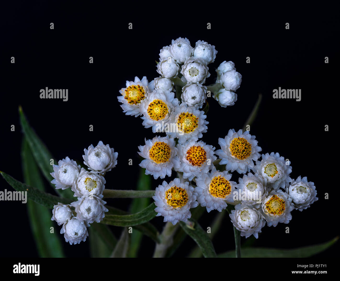 Fine art still life high contrast color macro image of a single ...