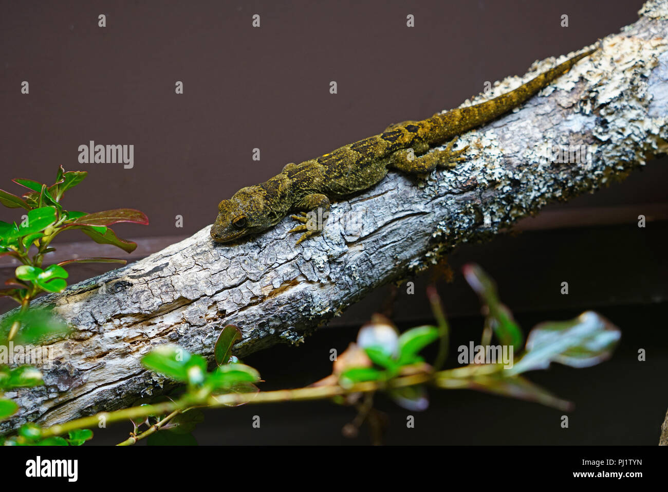 View of a live Tuatara (Sphenodon punctatus) on a branch, a dinosaur ...