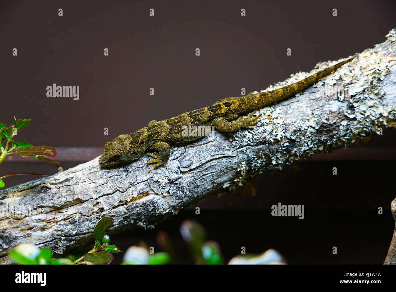 View of a live Tuatara (Sphenodon punctatus) on a branch, a dinosaur ...