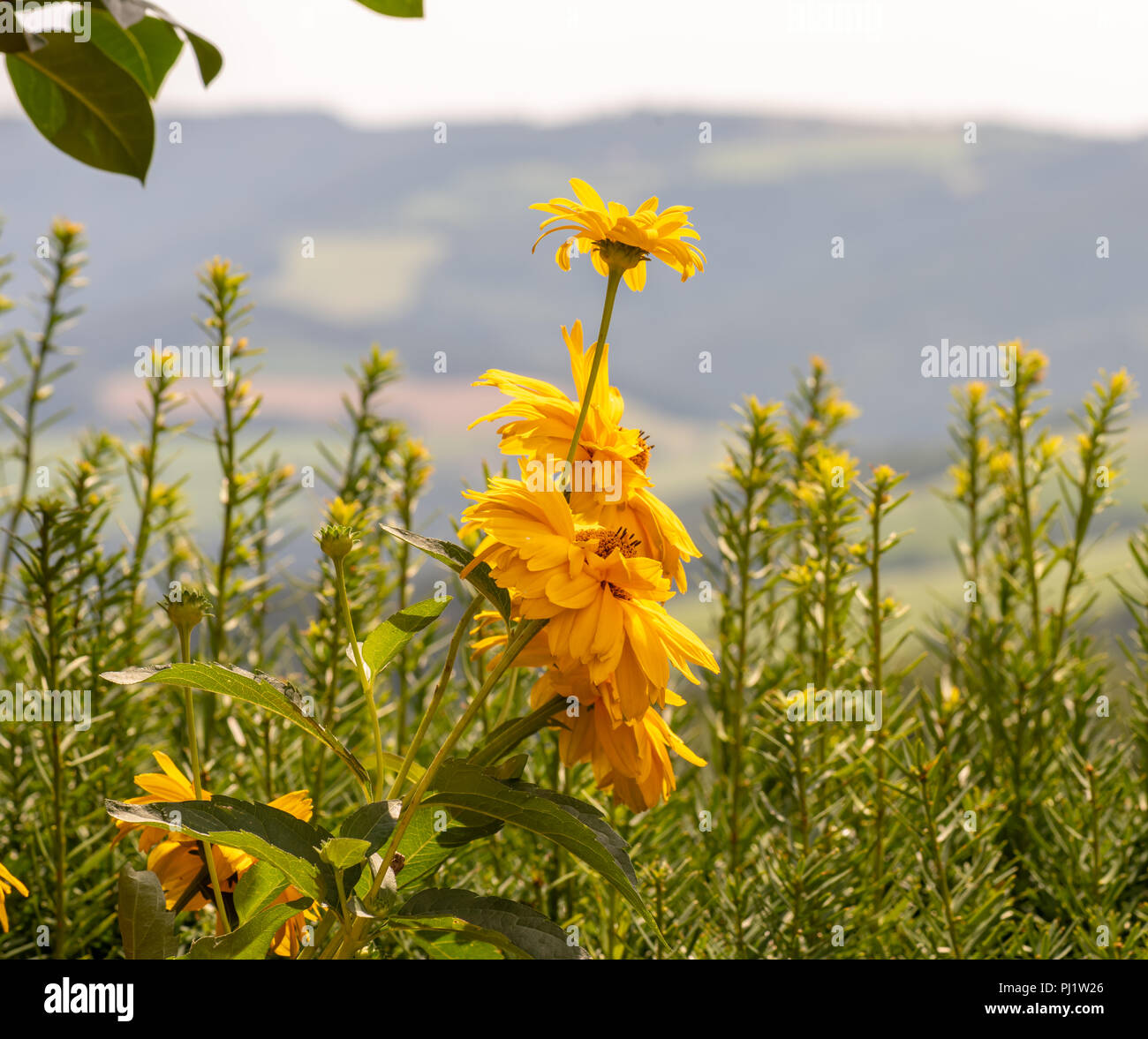 Warm colored outdoor floral image of yellow blooming false sunflower ...