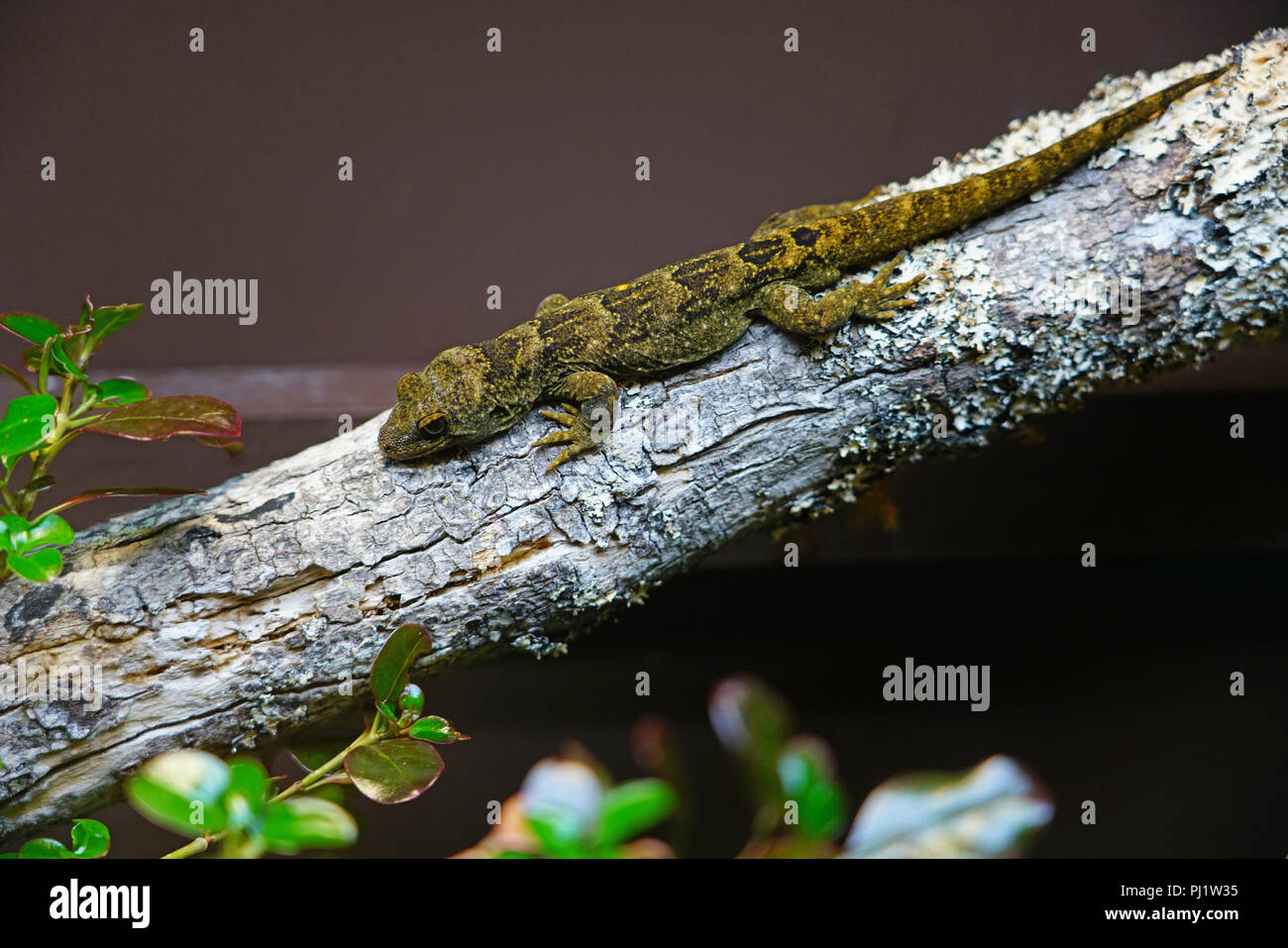 View of a live Tuatara (Sphenodon punctatus) on a branch, a dinosaur ...