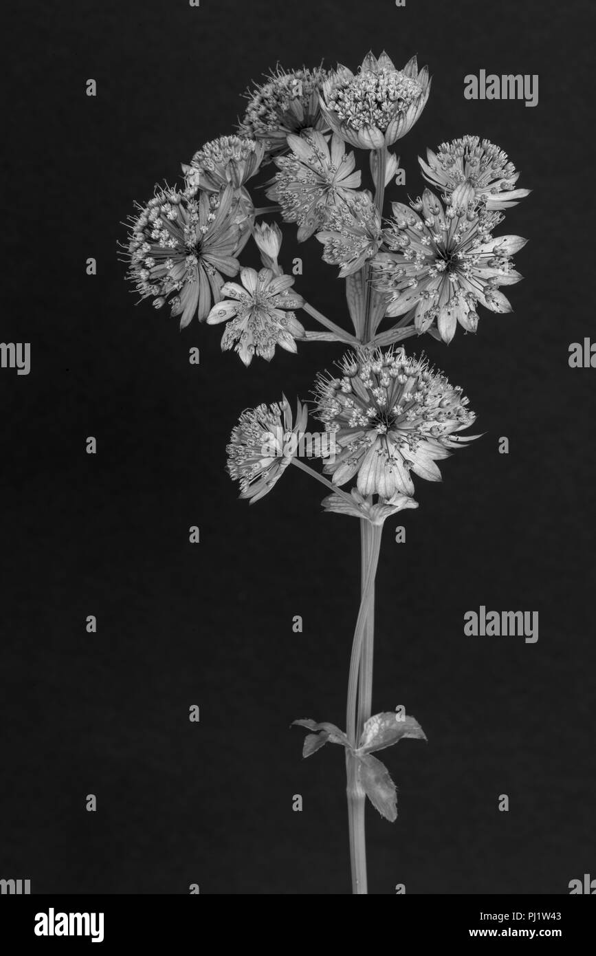Fine art still life floral monochrome macro of a single isolated ...