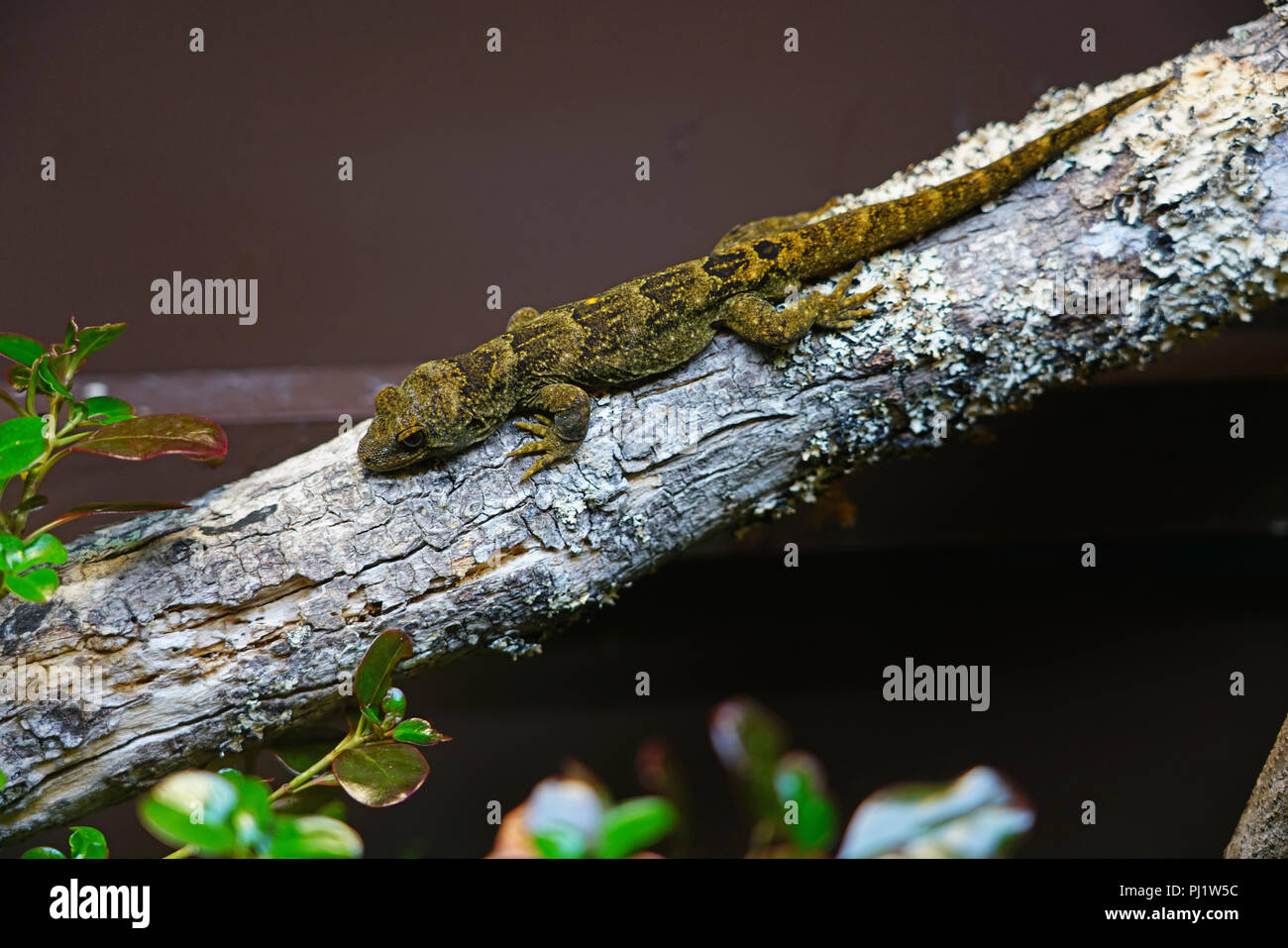 View of a live Tuatara (Sphenodon punctatus) on a branch, a dinosaur ...
