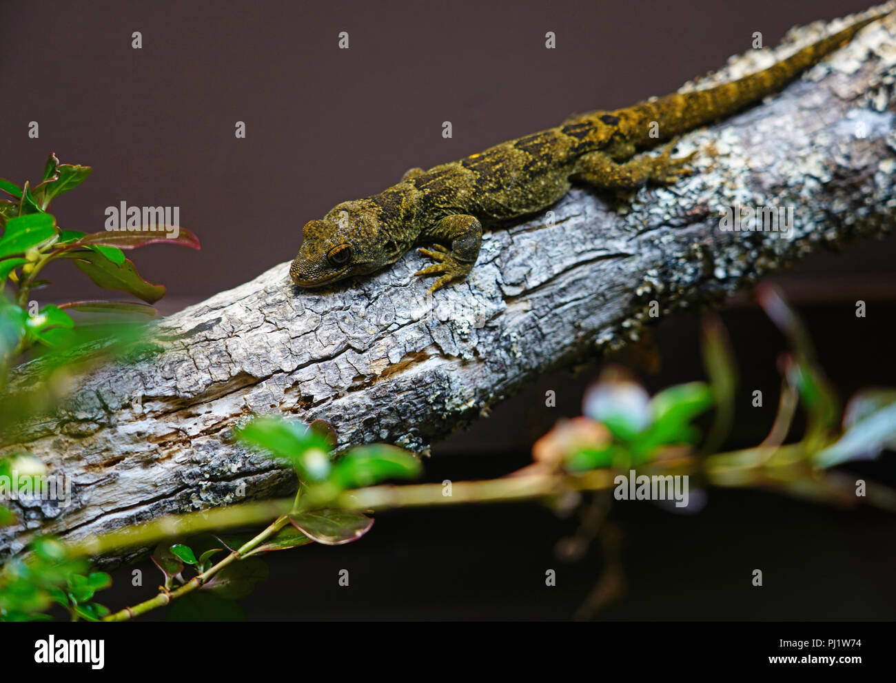 View of a live Tuatara (Sphenodon punctatus) on a branch, a dinosaur ...