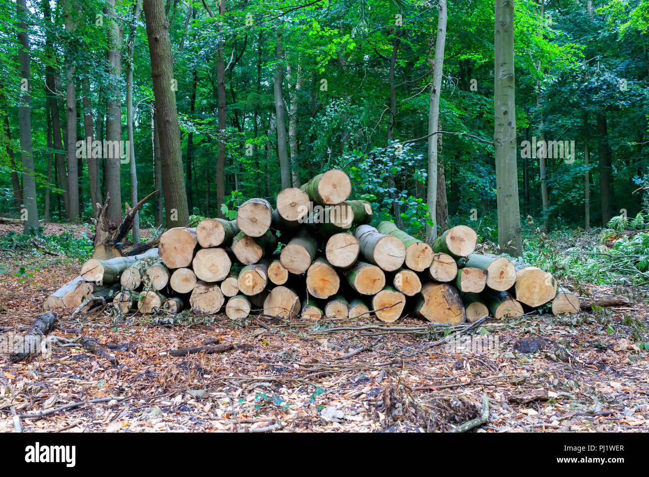 Wood Logs in Forest Stock Photo - Alamy