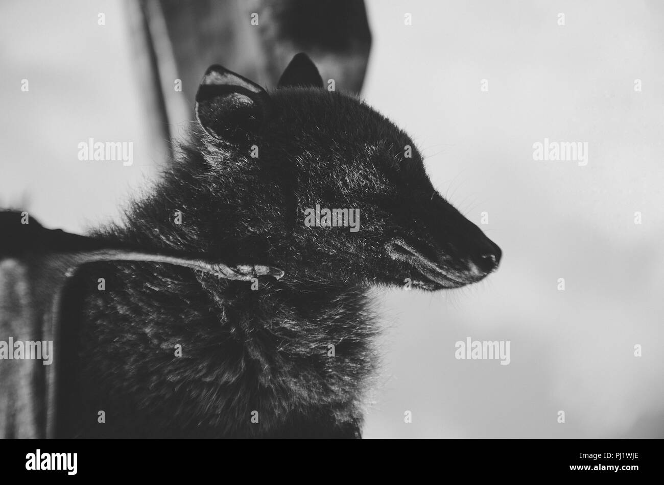 Terrifying close up giant halloween hi-res stock photography and images ...