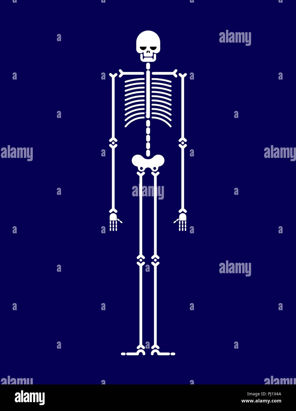 Skeleton anatomy human isolated. Skull and bone. Vector illustration ...