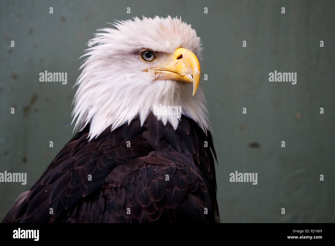 Bald eagle (Haliaeetus leucocephalus), Juneau, Alaska, United States of ...