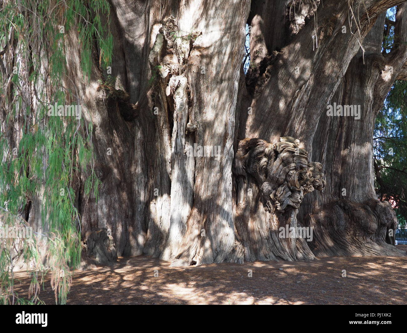 Focus on stoutest trunk of the world of big Montezuma cypress tree at ...