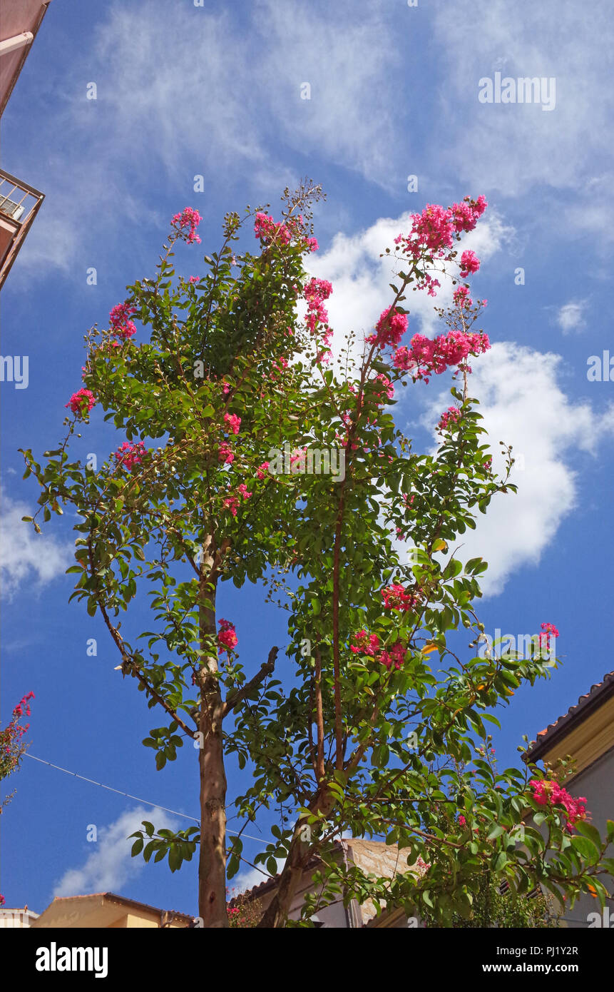 Arzachena, Sardinia, Italy. Summer in flower 2018 (crape myrtle tree ...