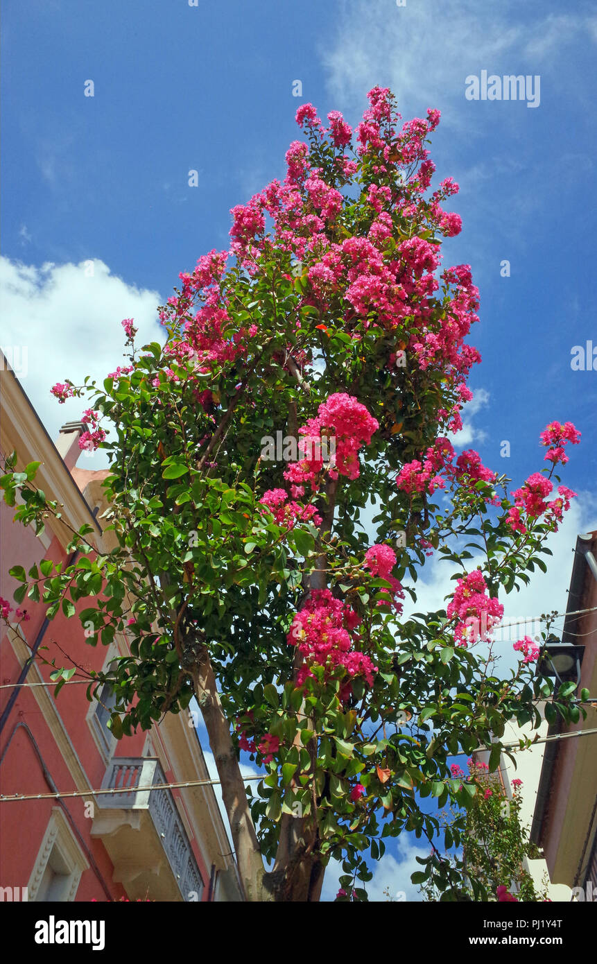 Arzachena, Sardinia, Italy. Summer in flower 2018 (crape myrtle tree ...