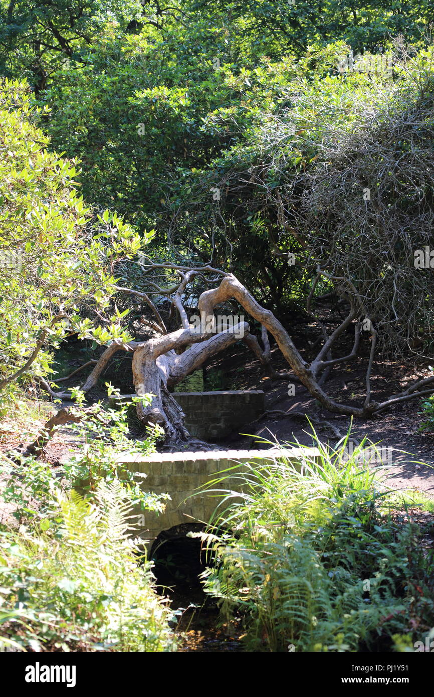 Bushey Park, London Stock Photo - Alamy