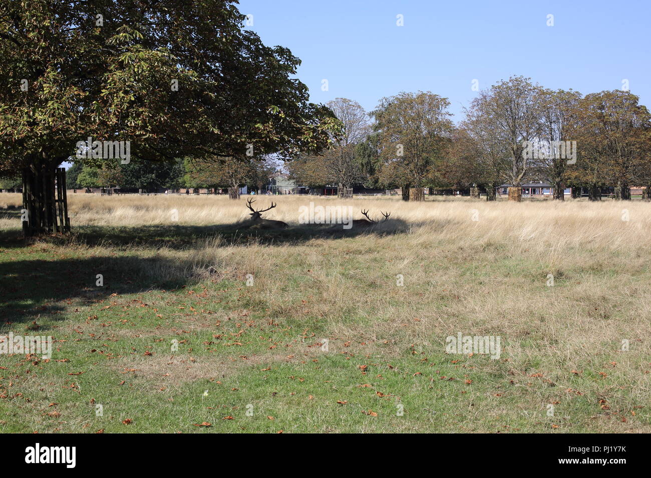 Bushey Park, London Stock Photo - Alamy