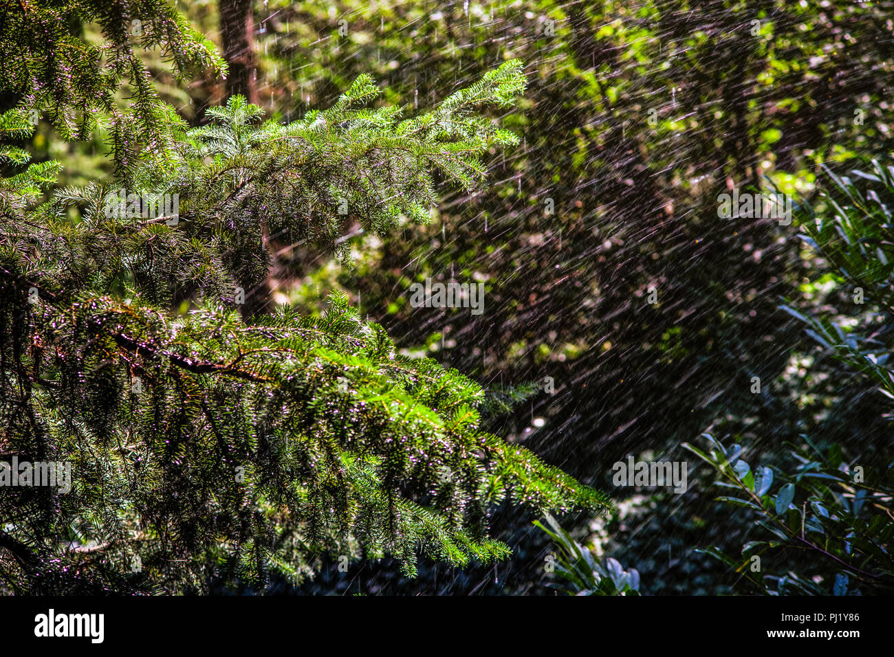 Fir tree in the rain one sunlight day Stock Photo - Alamy