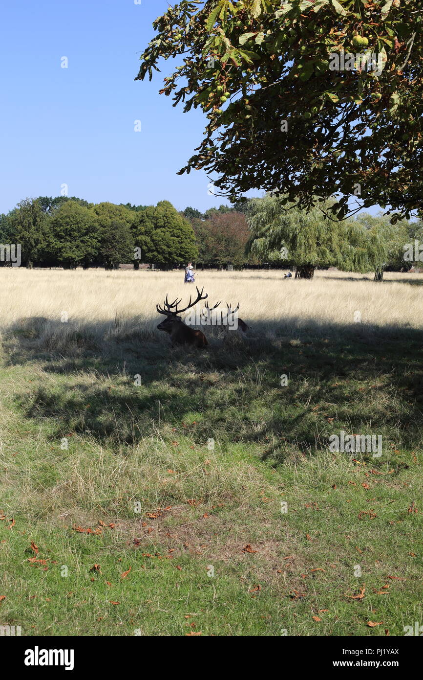 Bushey Park, London Stock Photo - Alamy