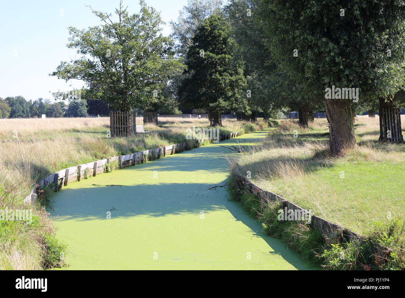 Bushey Park, London Stock Photo - Alamy