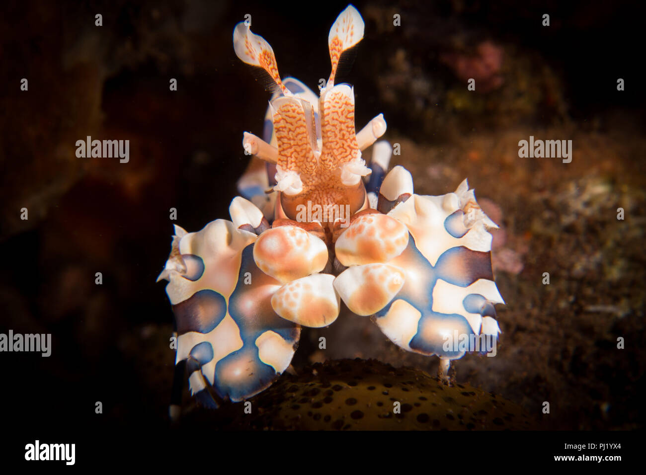 Harlequin Shrimp - Hymenocera picta - a striking and beautiful shrimp ...