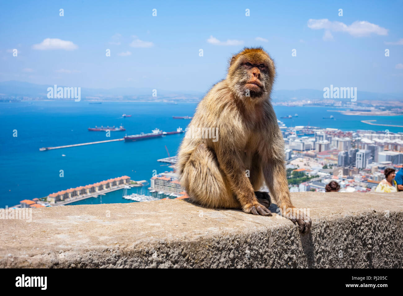 Barbary macaques in Gibraltar Stock Photo - Alamy