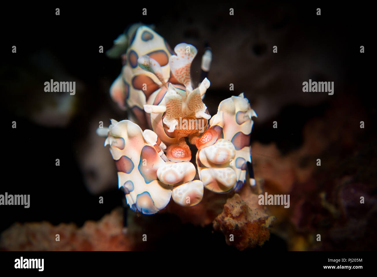 Harlequin Shrimp - Hymenocera picta - a striking and beautiful shrimp ...