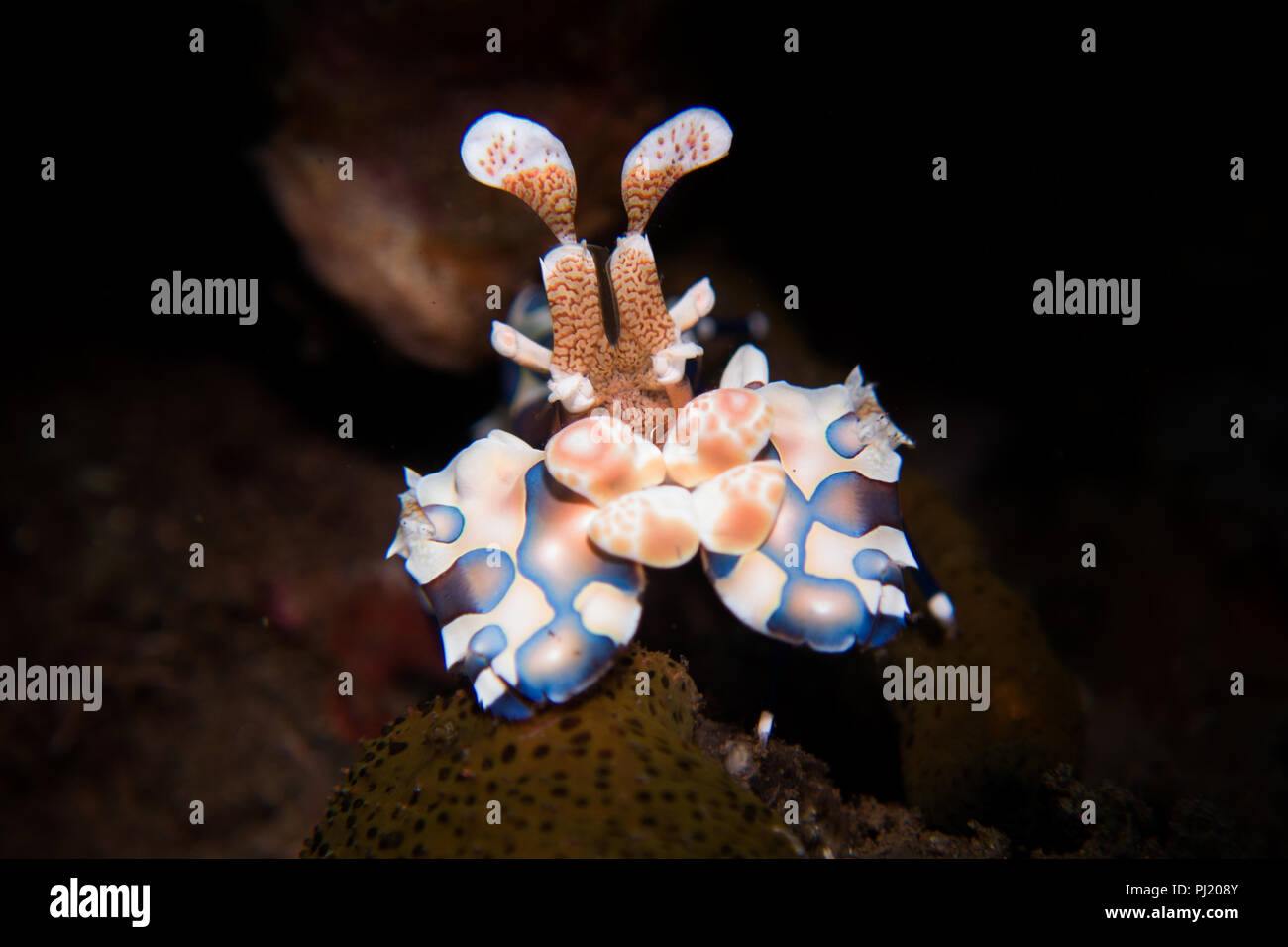Harlequin Shrimp - Hymenocera picta - a striking and beautiful shrimp ...