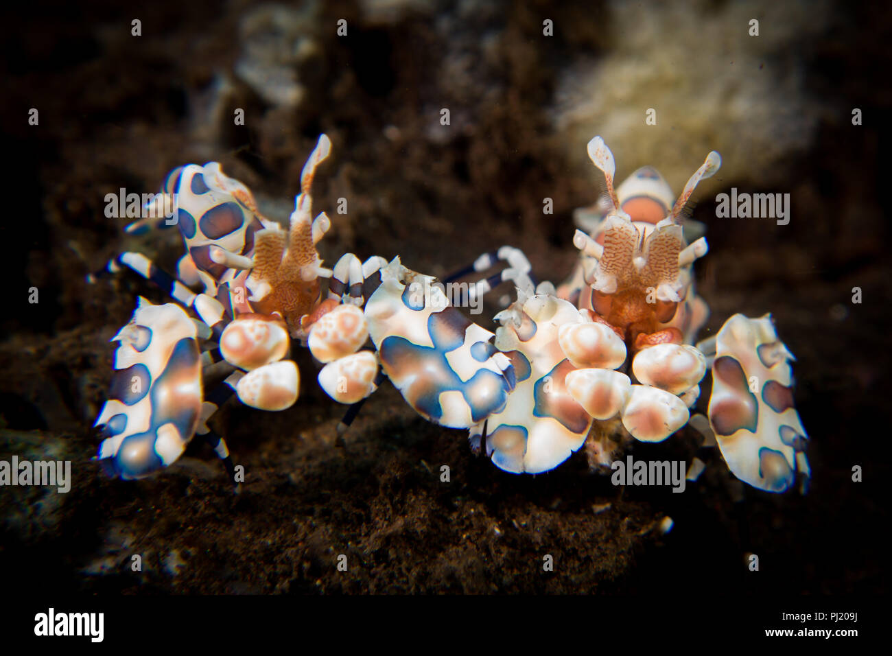 Harlequin Shrimp - Hymenocera picta - a striking and beautiful shrimp ...