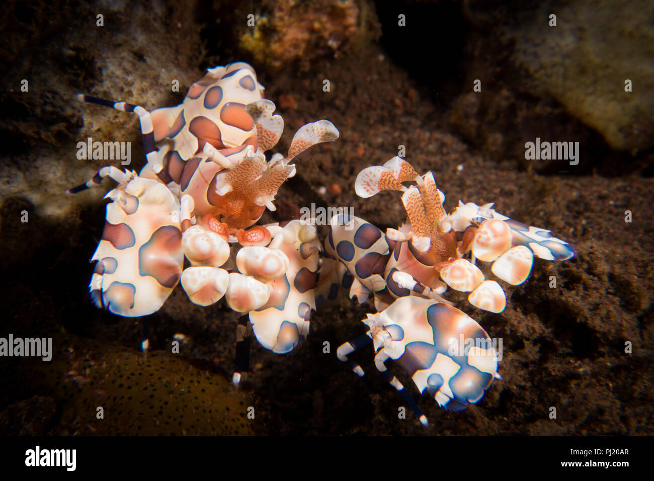 Harlequin Shrimp - Hymenocera picta - a striking and beautiful shrimp ...