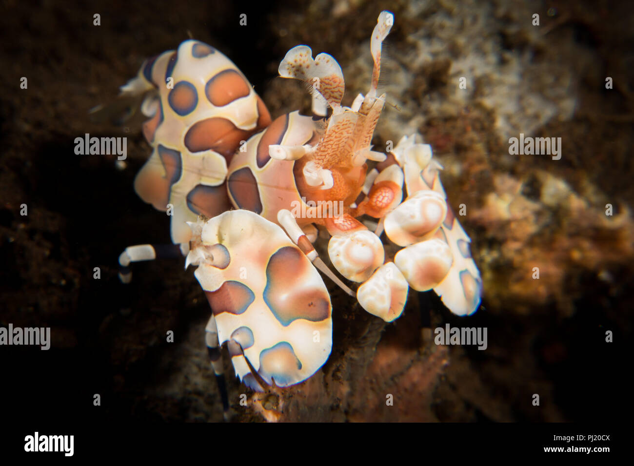 Harlequin Shrimp - Hymenocera picta - a striking and beautiful shrimp ...