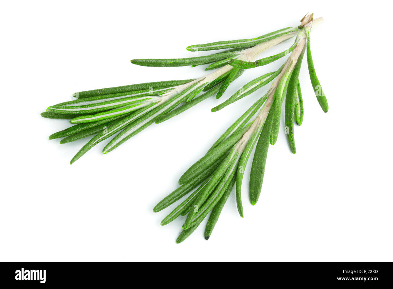 Fresh green sprig of rosemary isolated on a white background Stock ...