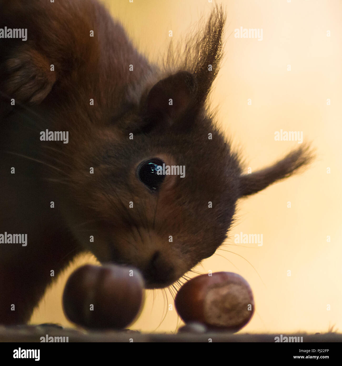 Tufty red squirrel ears hi-res stock photography and images - Alamy