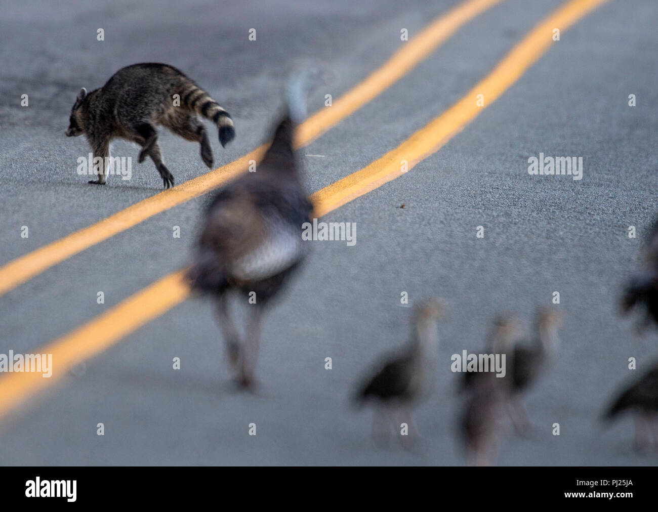 Interrupted birds hi-res stock photography and images - Alamy