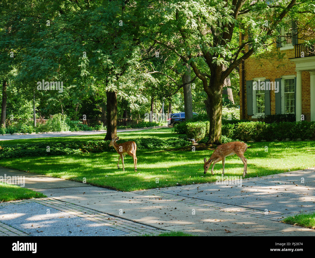 Cook county forest preserves hi-res stock photography and images - Alamy