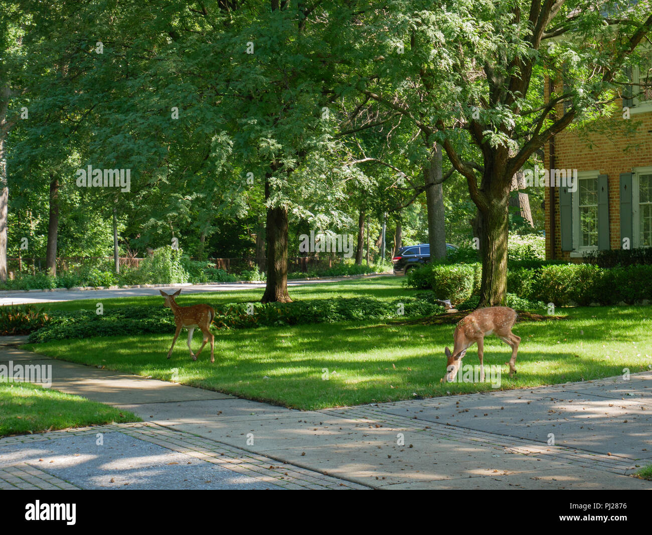 River Forest, Illinois, USA. 3rd September 2018. A pair of white-tailed ...