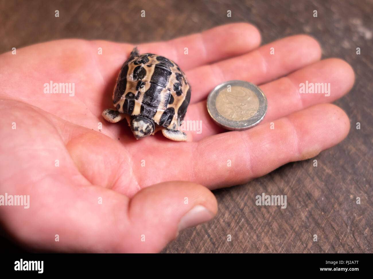 27.08.2018, Lower Saxony, Hanover: A young Madagascan spider turtle ...