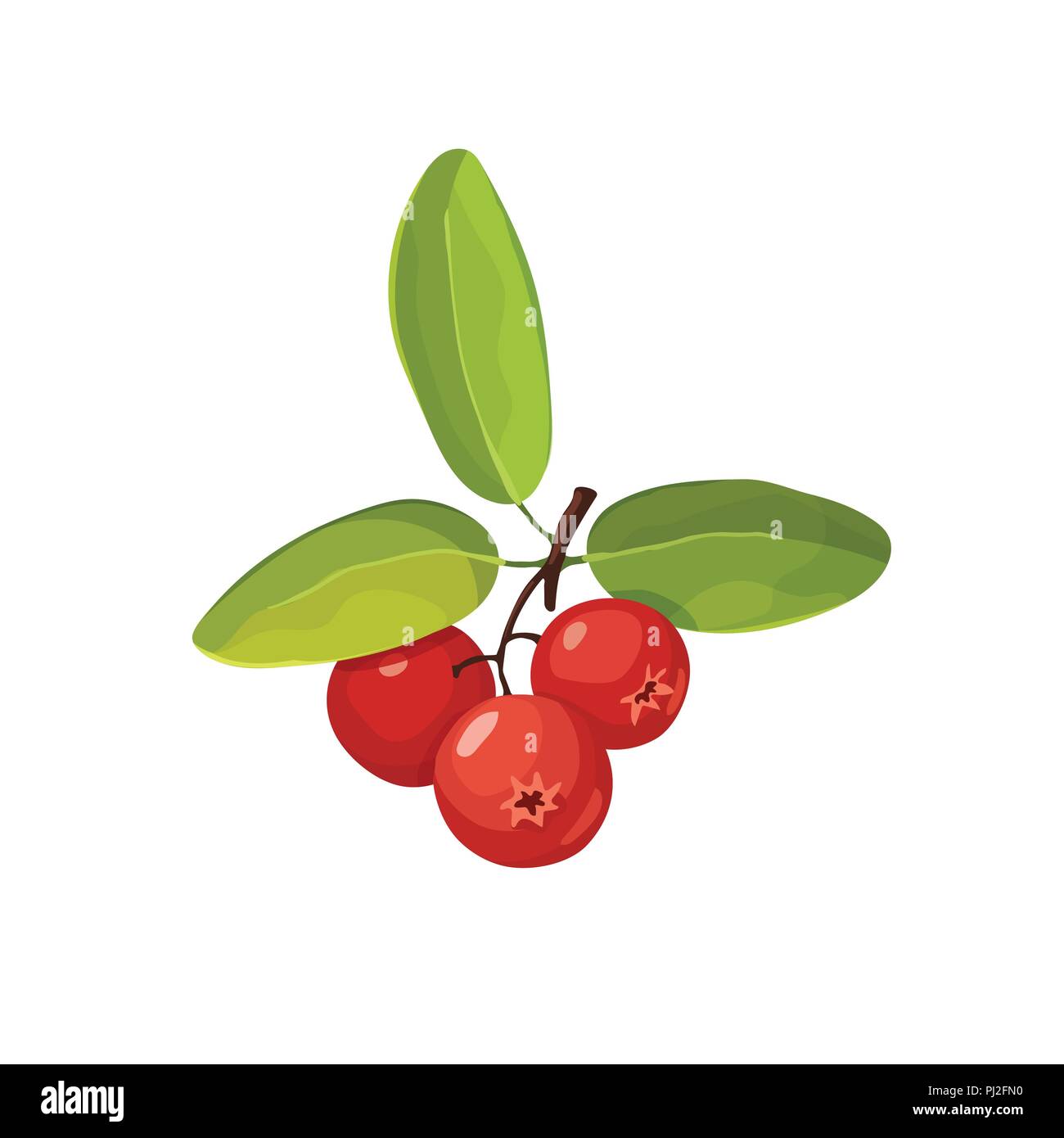 cranberry icon isolated Stock Vector Image & Art - Alamy