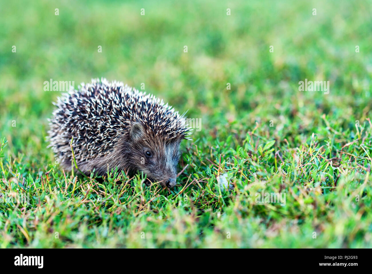 Acanthoid hi-res stock photography and images - Alamy