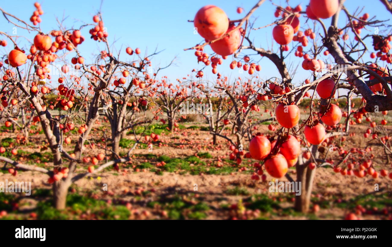 Persimmons at fruit garden, Valencia, Spain Stock Photo - Alamy