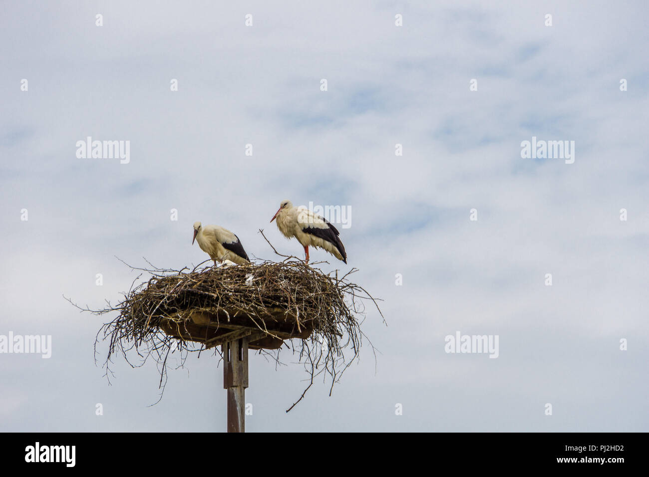 Adult white storks hi-res stock photography and images - Alamy