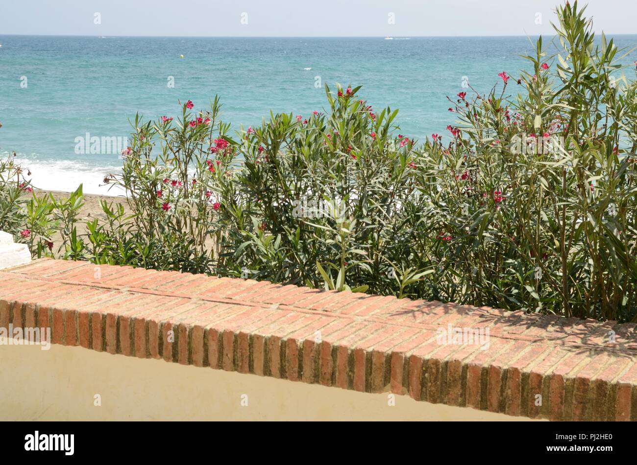 Pink flowers at the promenade along the sea in Marbella, Andalusia ...