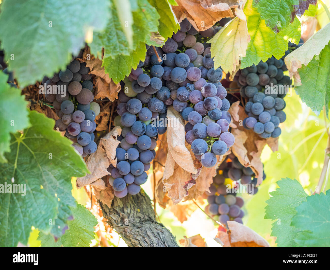 Grape harvest portugal hi-res stock photography and images - Alamy